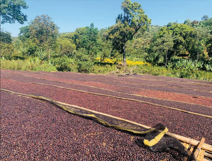 Origin Coffee Bar | Specialty Coffee Roaster in Savannah & Hilton Head